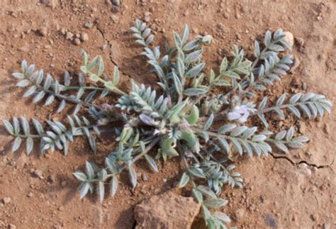 Flora Archives • Page 4 Of 30 • Flinders Ranges Field Naturalists