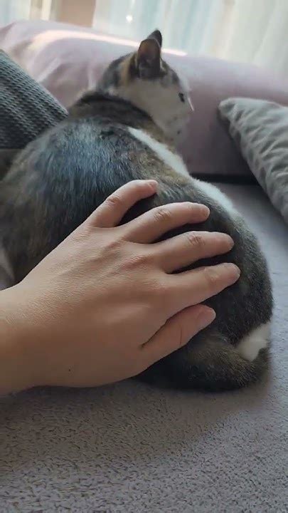 편안하게 쉬는 뭉치 엉덩이 만지기 Youtube