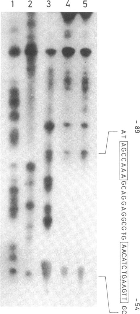 Dnase I Footprinting Analysis Lanes 1 G Reaction 2 C Reaction 3