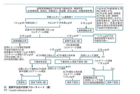 甲状腺と副腎皮質機能低下症副腎疲労性症候群アジソン病 橋本病 エコー 長崎甲状腺クリニック 大阪