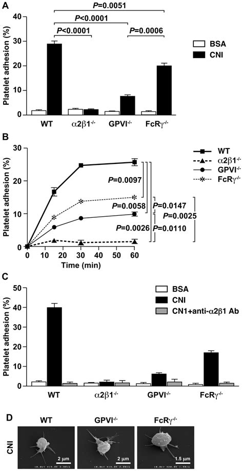 Platelet Adhesion To Collagen Is Mediated By At Richard Corbett Blog