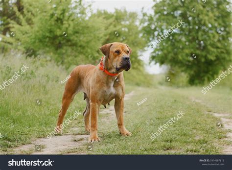 South African Boerboel Pitbull Mix At Meagan Brown Blog