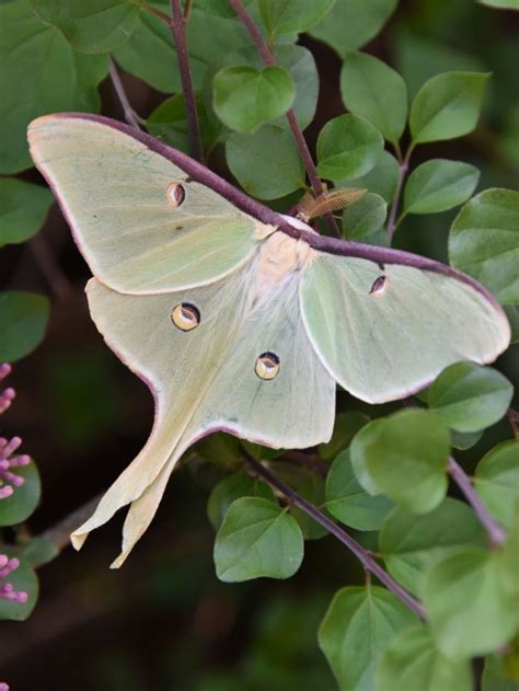Spiritual Meaning Ideas And Symbolism Of Luna Moth