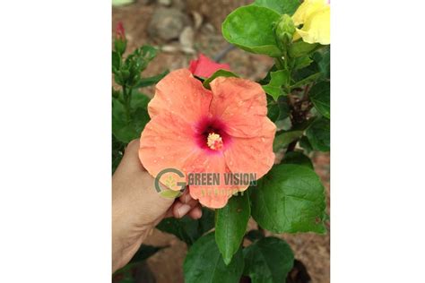Nurseries In Kadiyam Kadiyam Nursery Wholesale Plants Nursery In Kadiyam