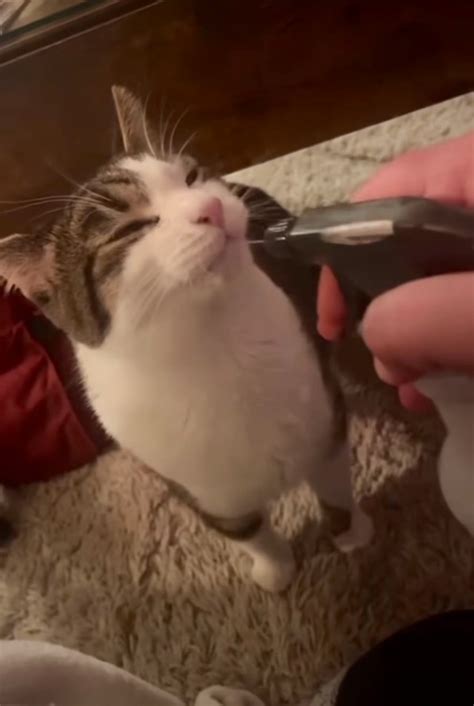 hmc while i quench my thirst r holdmycatnip