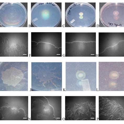 Variovorax Paradoxus Displays Swarming Motility Swarming Plates With