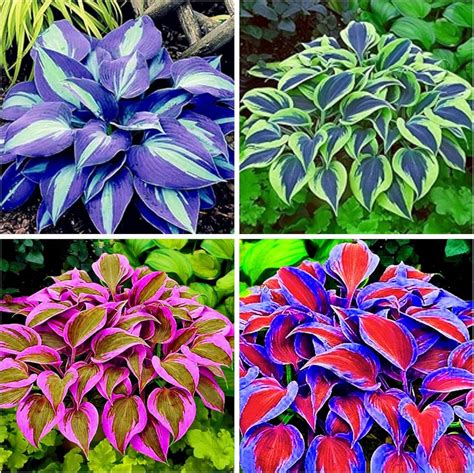 150 Hosta Seeds Heart Shaped Hosta Bare Roots Rich Foliage Low