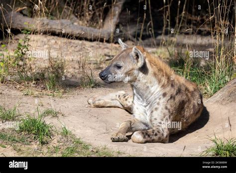 The Spotted Hyena Crocuta Crocuta Also Known As The Laughing Hyena
