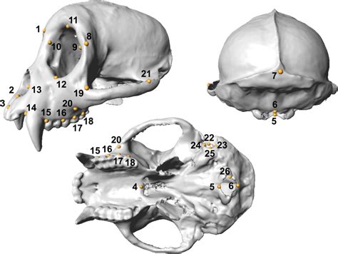 3d Landmarks Used To Quantify Craniofacial Shape Applied To A Cebus