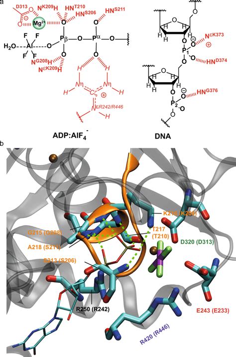 Comprehensive Model For Molecular Recognition Events Involved In Adp