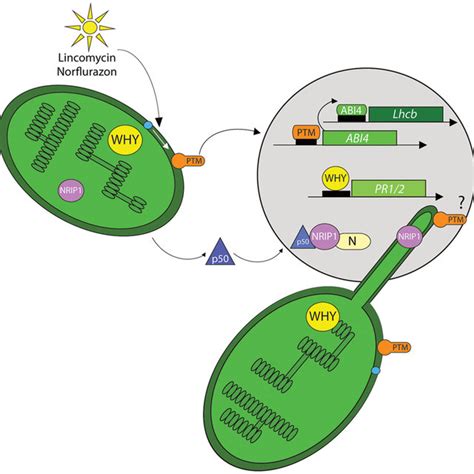 Pdf Chloroplast Signaling Within Between And Beyond Cells