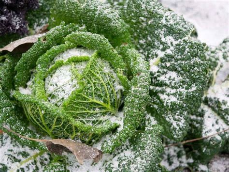 Sluitkool Algemeen Dianas Mooie Moestuin