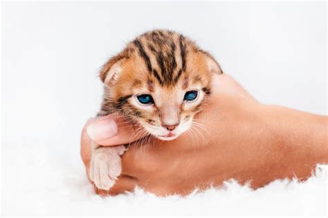 Two Week Old Small Newborn Bengal Kitten On A White Background A Kitten In The Hands Of A Girl