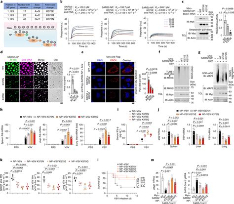 K375n And K375e Variants That Mimic Sars2 Np Acetylation Exhibit Lower