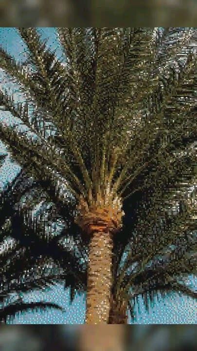 The Palms Art Minecraft Shorts Youtube