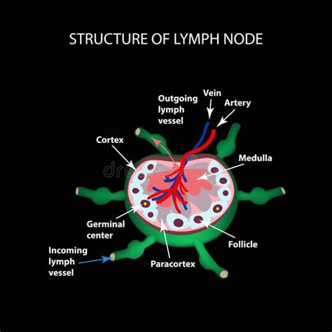 Structure Lymph Node Stock Illustrations 651 Structure Lymph Node