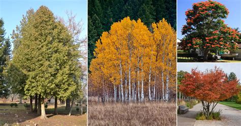16 Trees That Start With A Balcony Garden Web