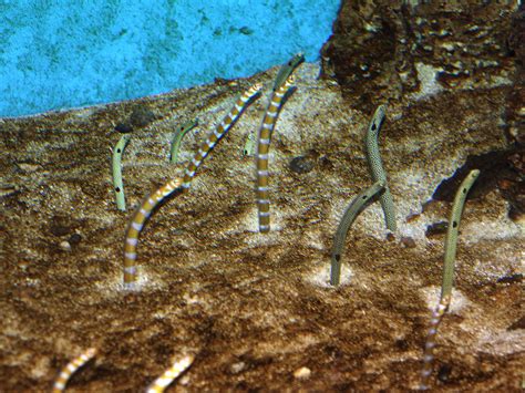 Sea Grass Eels In Reality Sonora Desert Museumin Art I Madonnari
