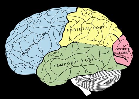 Cerebral Cortex Image Showing Four Lobes Based On Grays Anatomy Of The