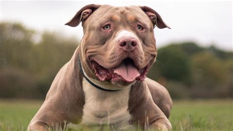 Bully Breeds List