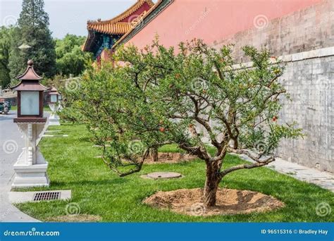 ساق البامبو Bamboo Stalk