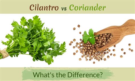 Cilantro Vs Coriander What S The Difference The Coconut Mama
