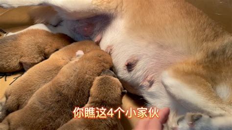 狗妈妈一脸坏笑，小狗狗也不喂了就像出去撒个欢，关键是还出不去 Youtube