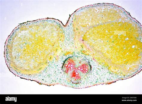 Plant Root Cross Section Microscope Hi Res Stock Photography And Images Alamy