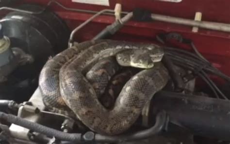 Video Australian Woman Discovers Huge Python Under Car Hood Outdoorhub