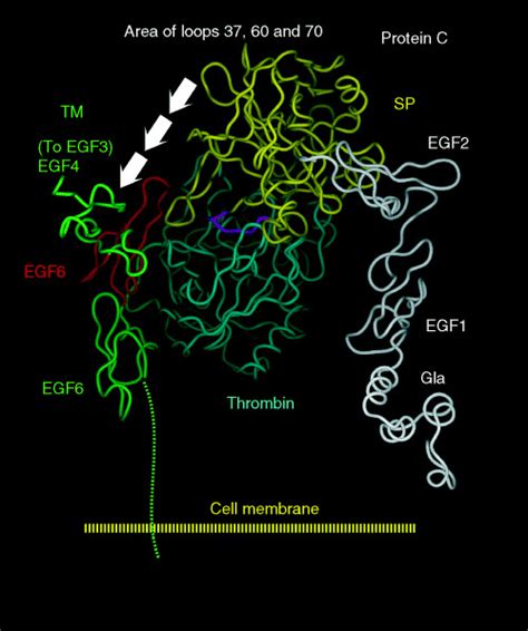 Molecular Recognition In The Protein C Anticoagulant Pathway Journal