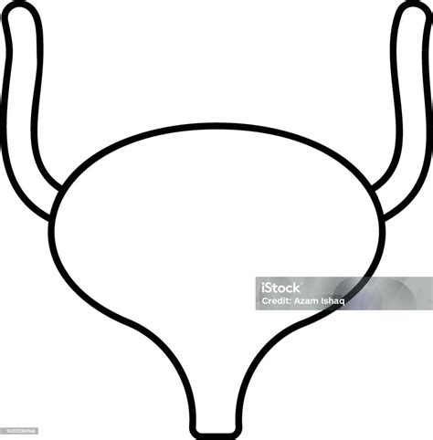 Prostate Gland Concept Urinary Bladder Vector Outline Icon Design Organ