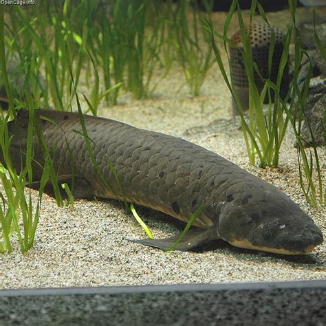 Neoceratodus Forsteri © Acquariofilia Consapevole