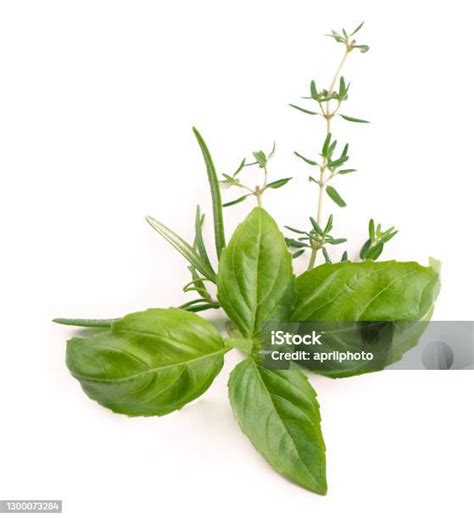 신선한 정원 허브 매운 허브 흰색 배경에 고립 된 바질과 백리향 바질 로즈마리 딜 복사 공간이 있는 상단 보기 건강한 식생활에 대한 스톡 사진 및 기타 이미지 Istock