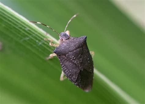 Ladeaschistus Bilobus · Inaturalist United Kingdom