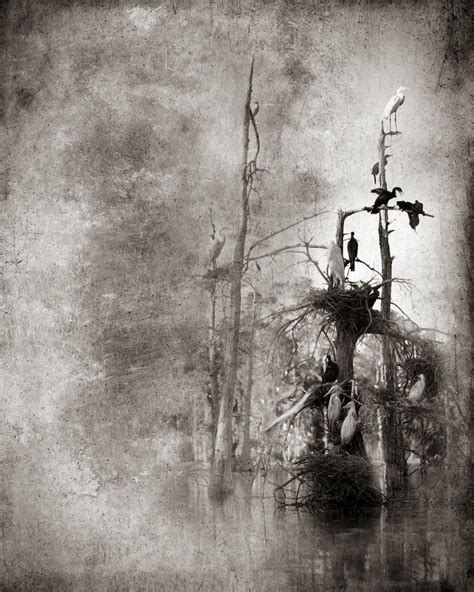 Keith Carter Photographs — Pdnb Gallery Photographs Do Not Bend Gallery Art Gallery In