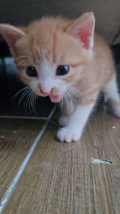 너무 귀여운 아기 고양이 😍 Youtube