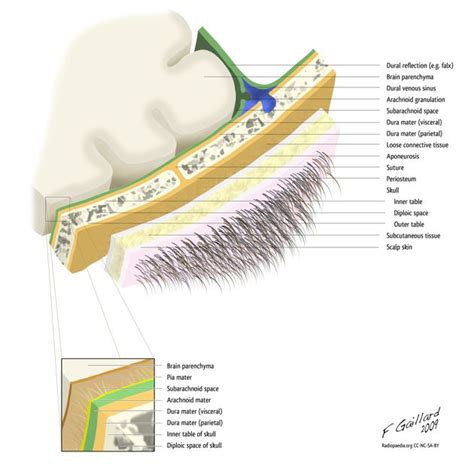 Layers Of The Scalp And Meninges Illustrations