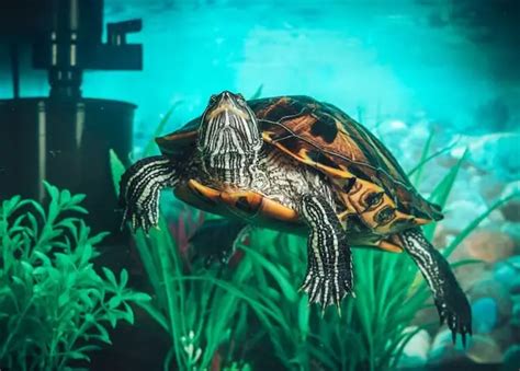 Red Eared Slider Care Tips Do It Right Way