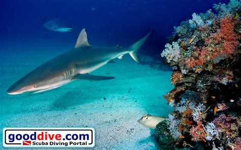 Wallpaper Reef Sharks 1280 800