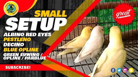 Lovebirds Small Setup Java Pineapple Conure Youtube