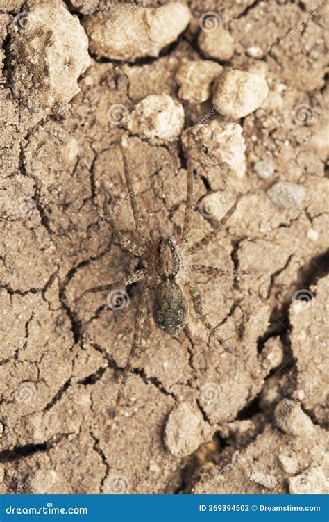 Wolf Spider Pardosa Pseudoannulata Satara Maharashtra Stock Photo