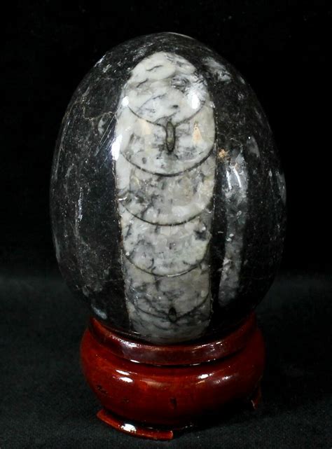 Polished Fossil Orthoceras Cephalopod Egg 23748 For Sale