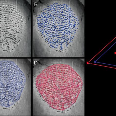 Determining Displacement Of The Skin By Fingerprint Image Analyses A Download Scientific