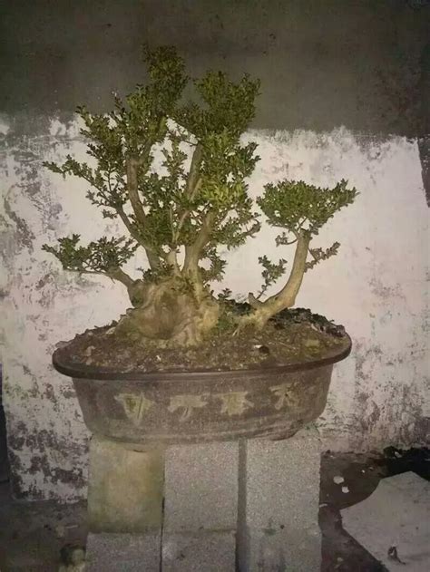 小盆景不錯樹樁有的比較有形值得擁有 每日頭條