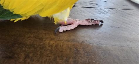 Did The Vet Cut My Roommates Nail Too Short R Parrots