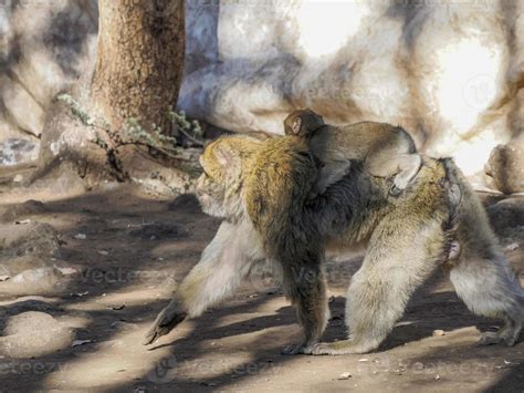 Barbary Macaque Mating
