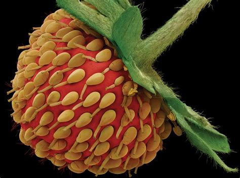 Fruit Under Microscope At Georgia Challis Blog