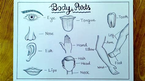 Human Body Parts Drawing How To Draw Human Parts Easily YouTube