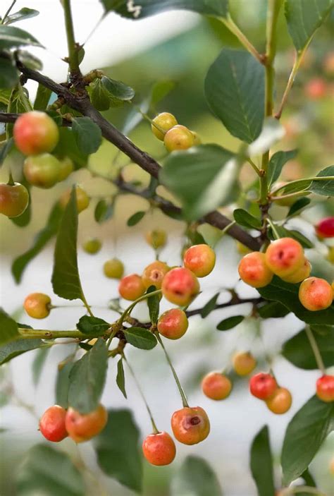 How To Grow Fruiting Cherry Trees Plantglossary