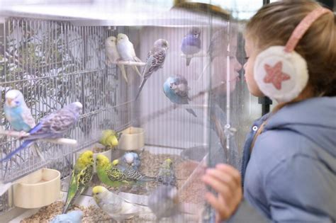 How To Tell A Budgies Age How Old Is He Yihy